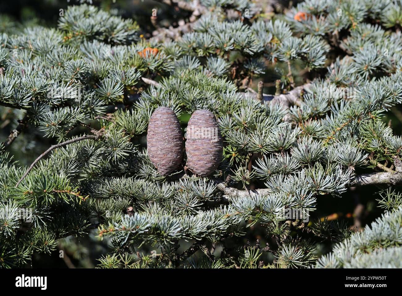 Atlas Cedar, Cedrus atlantica, Pinaceae. Algeria and Morocco, North Africa. Cedrus atlantica ...