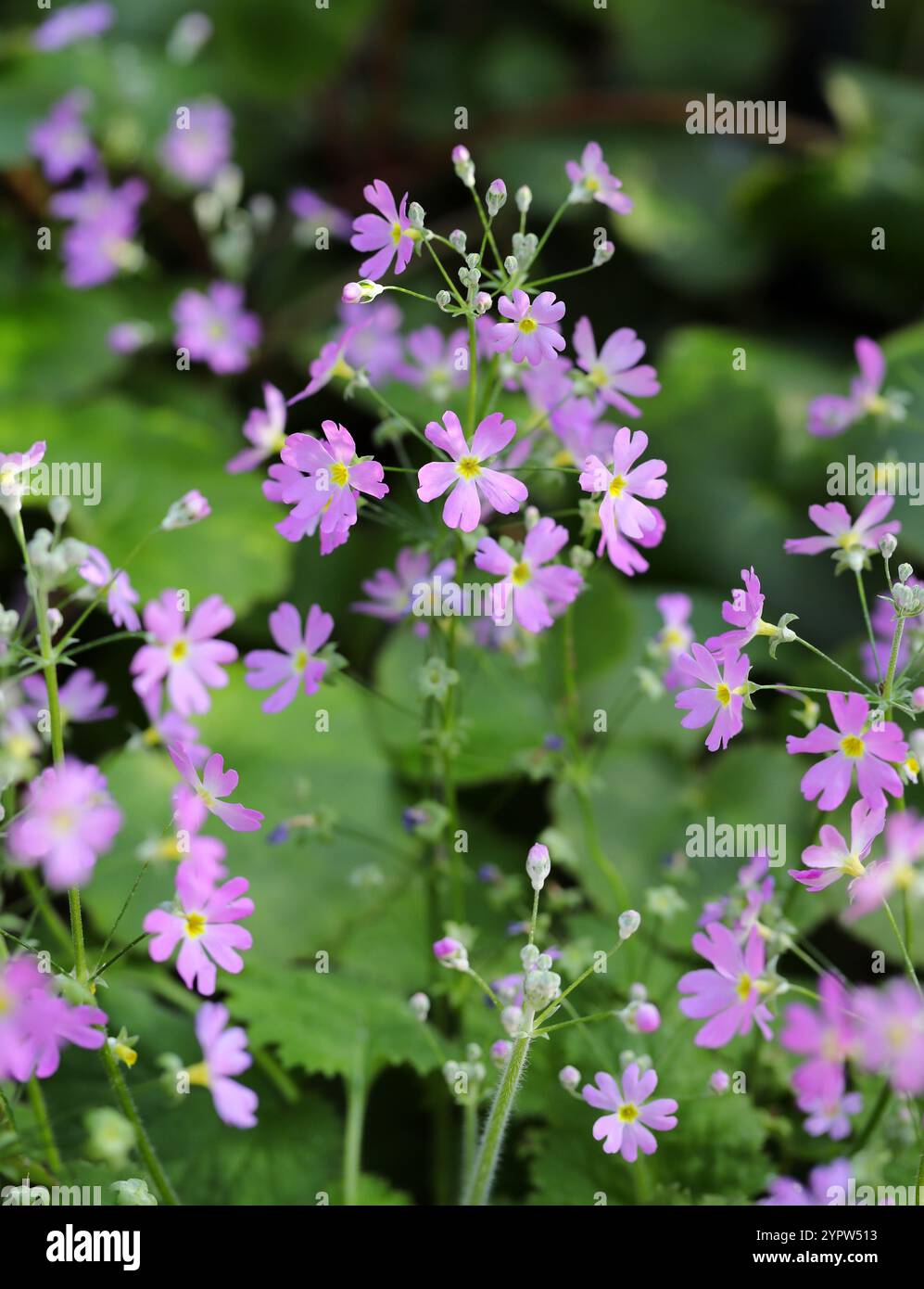Fairy Primrose or Baby Primrose, Primula malacoides, Primulaceae. China ...