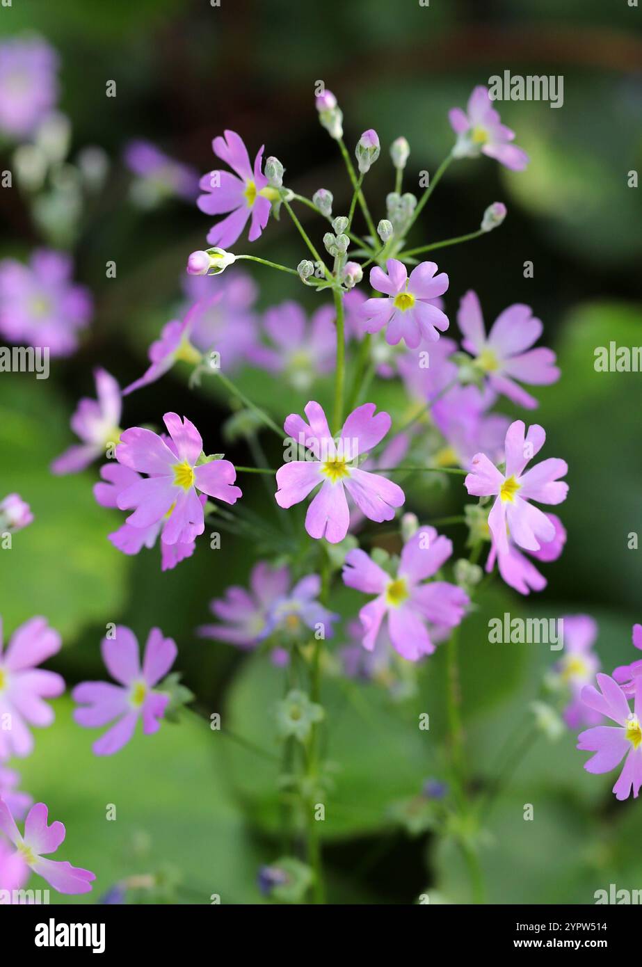 Fairy Primrose or Baby Primrose, Primula malacoides, Primulaceae. China ...