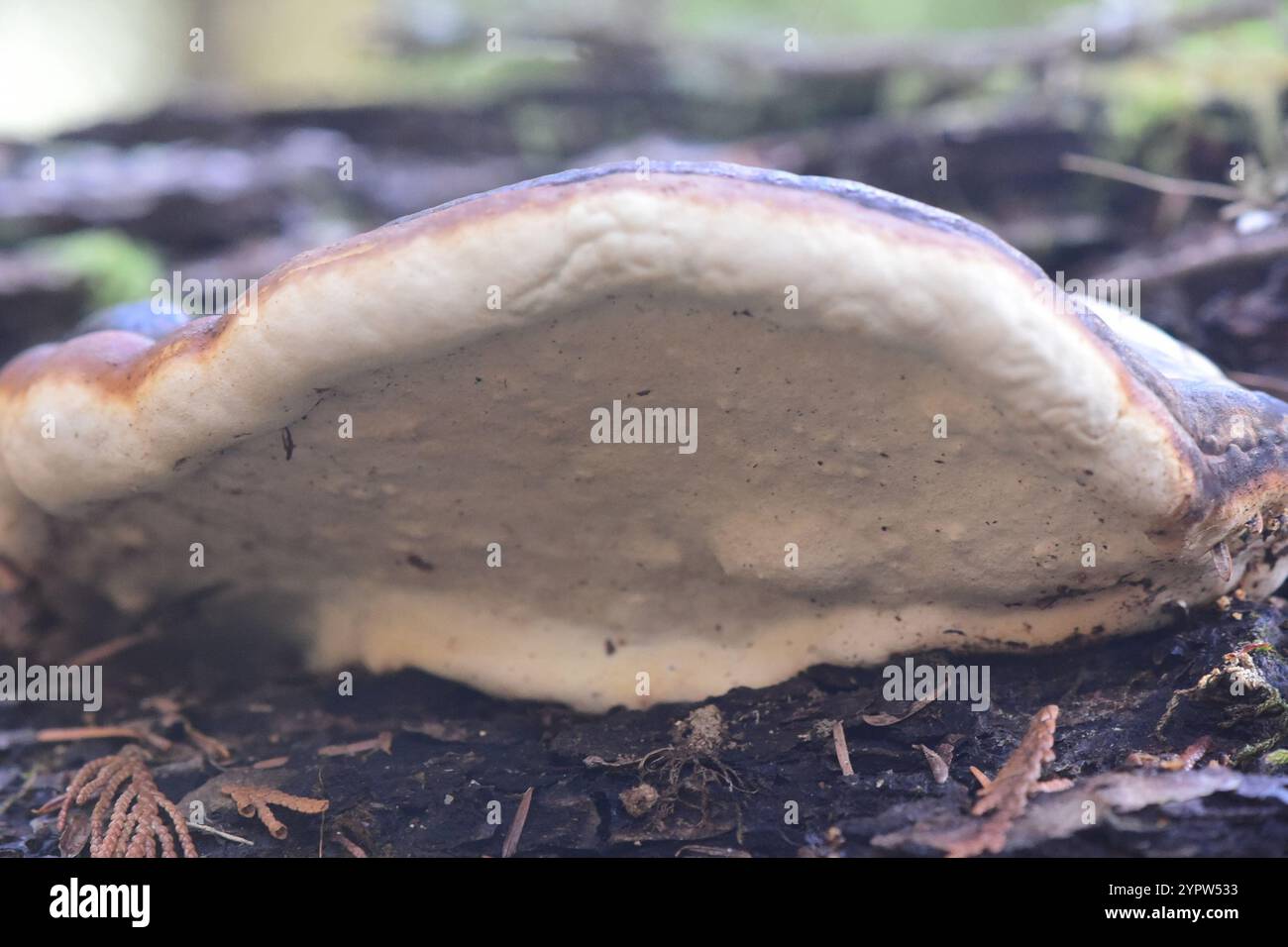 Northern Red Belt (Fomitopsis mounceae Stock Photo - Alamy