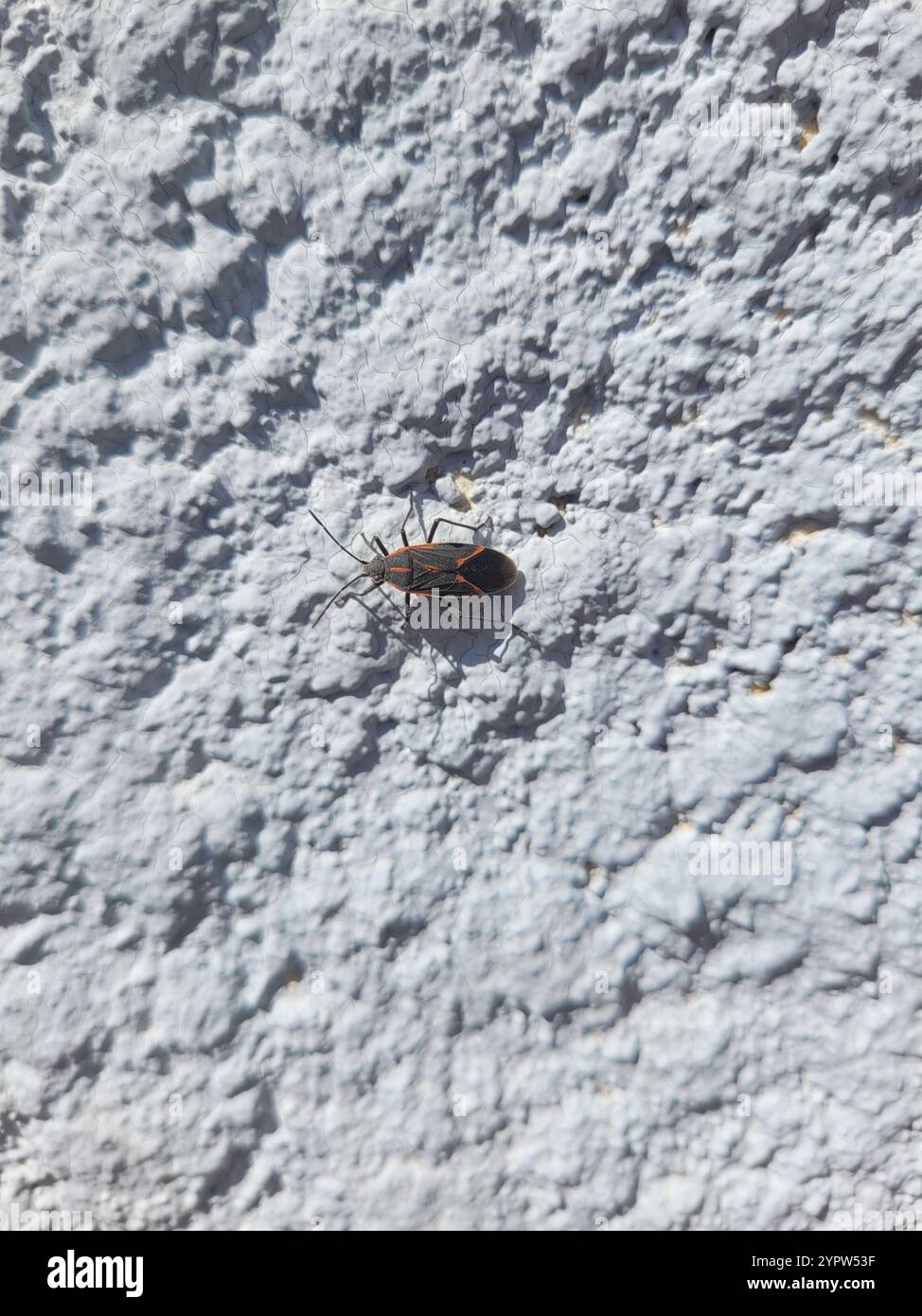 Eastern Boxelder Bug (Boisea trivittata Stock Photo - Alamy