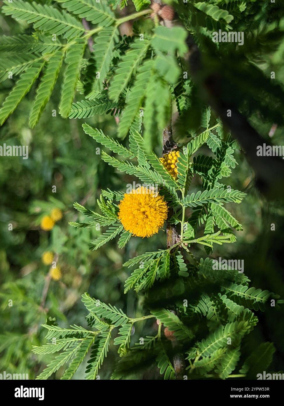 Sweet acacia (Vachellia farnesiana Stock Photo - Alamy