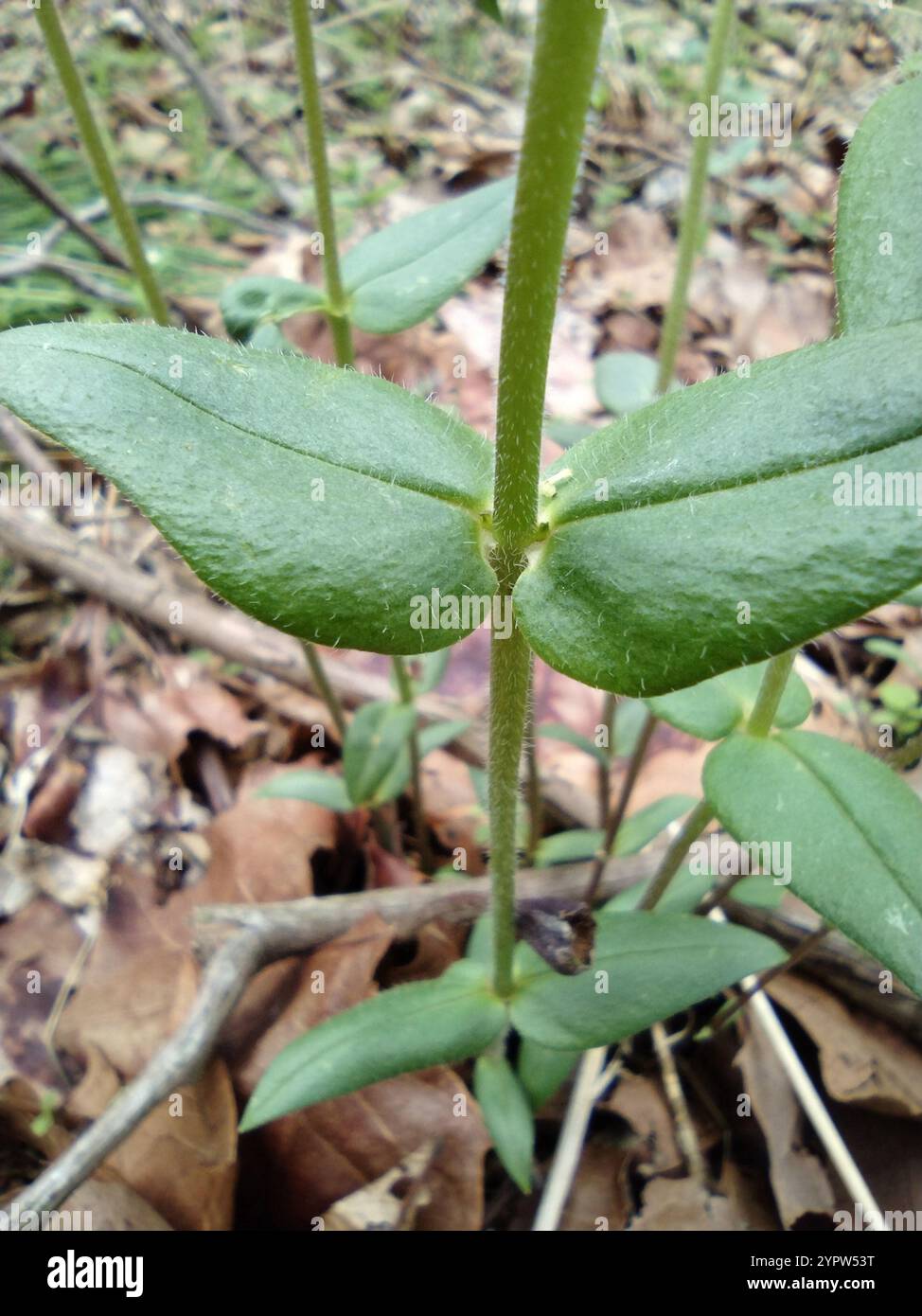 blue phlox (Phlox divaricata Stock Photo - Alamy