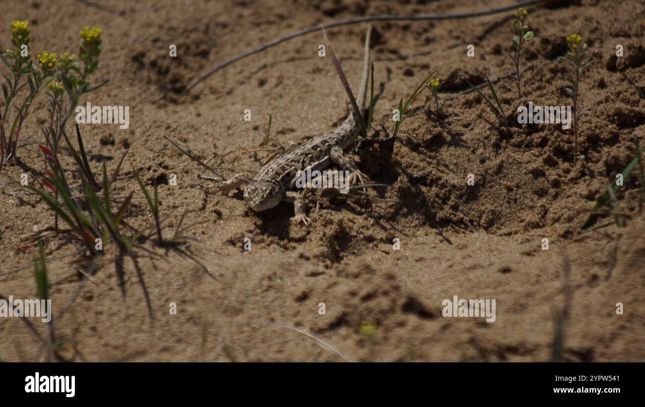 Arguta eremias arguta hi-res stock photography and images - Alamy