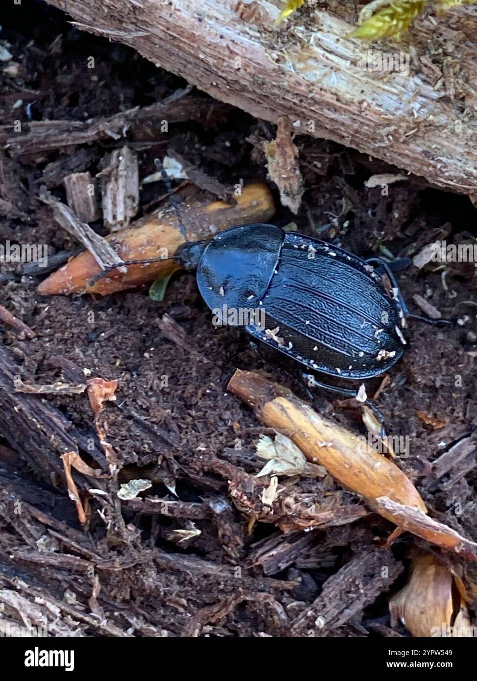 Black snail beetle (Phosphuga atrata Stock Photo - Alamy