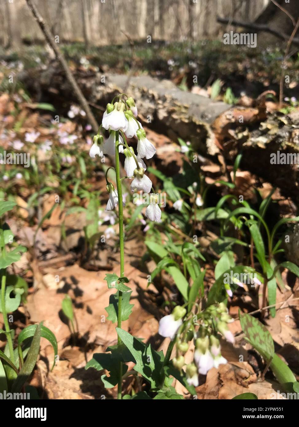 Purple Cress (Cardamine douglassii Stock Photo - Alamy