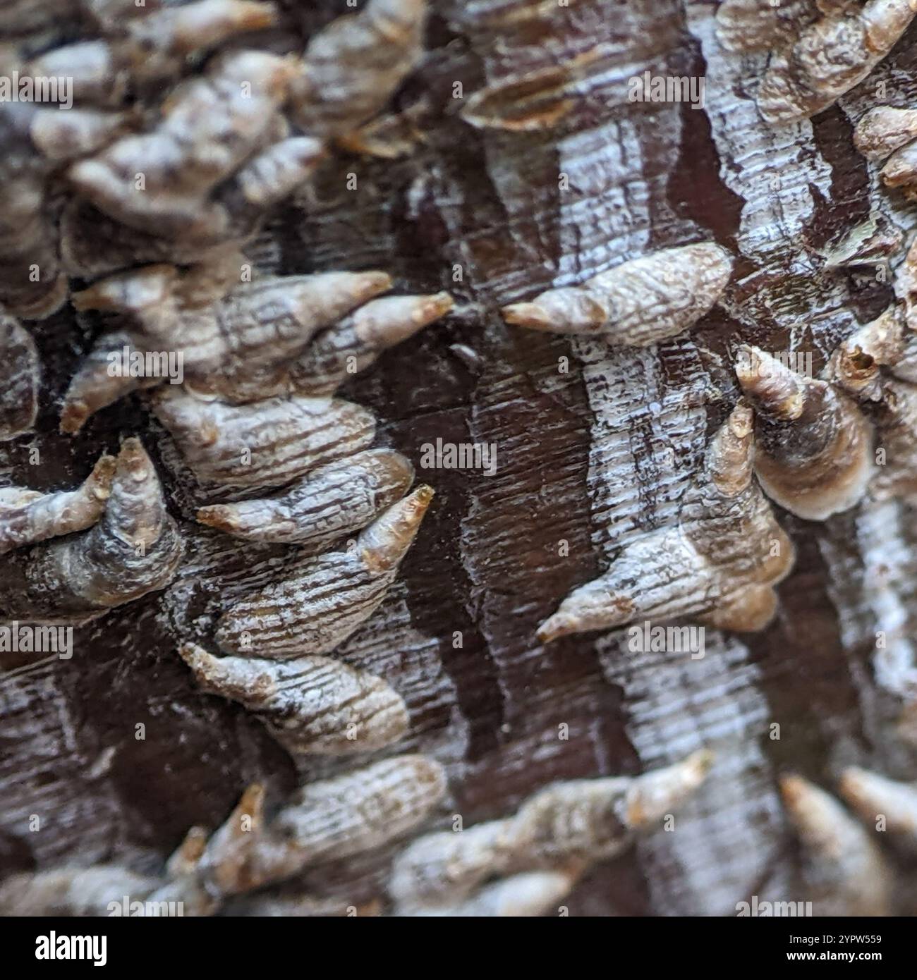 Oystershell Scale (Lepidosaphes ulmi Stock Photo - Alamy