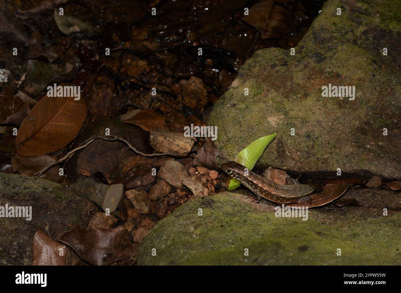 Red-legged Girdled Lizard (Zonosaurus rufipes Stock Photo - Alamy