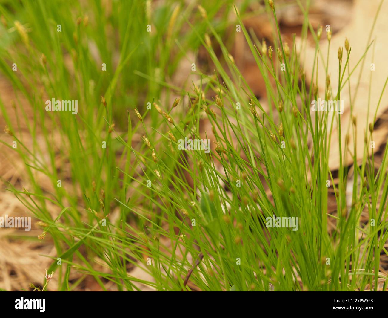 true sedges (Carex Stock Photo - Alamy