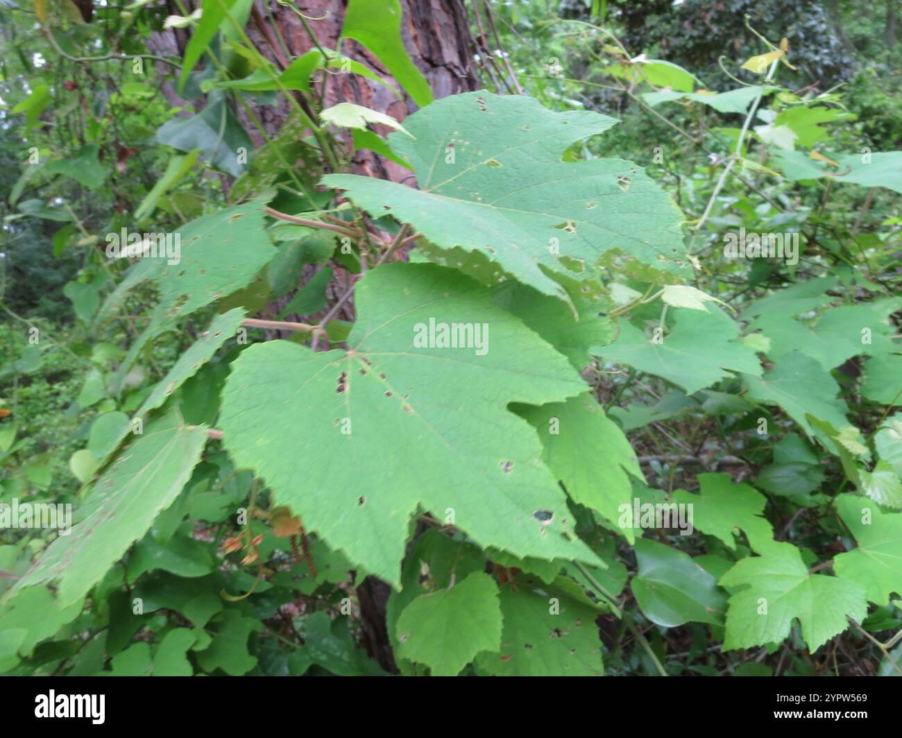 graybark grape (Vitis cinerea Stock Photo - Alamy
