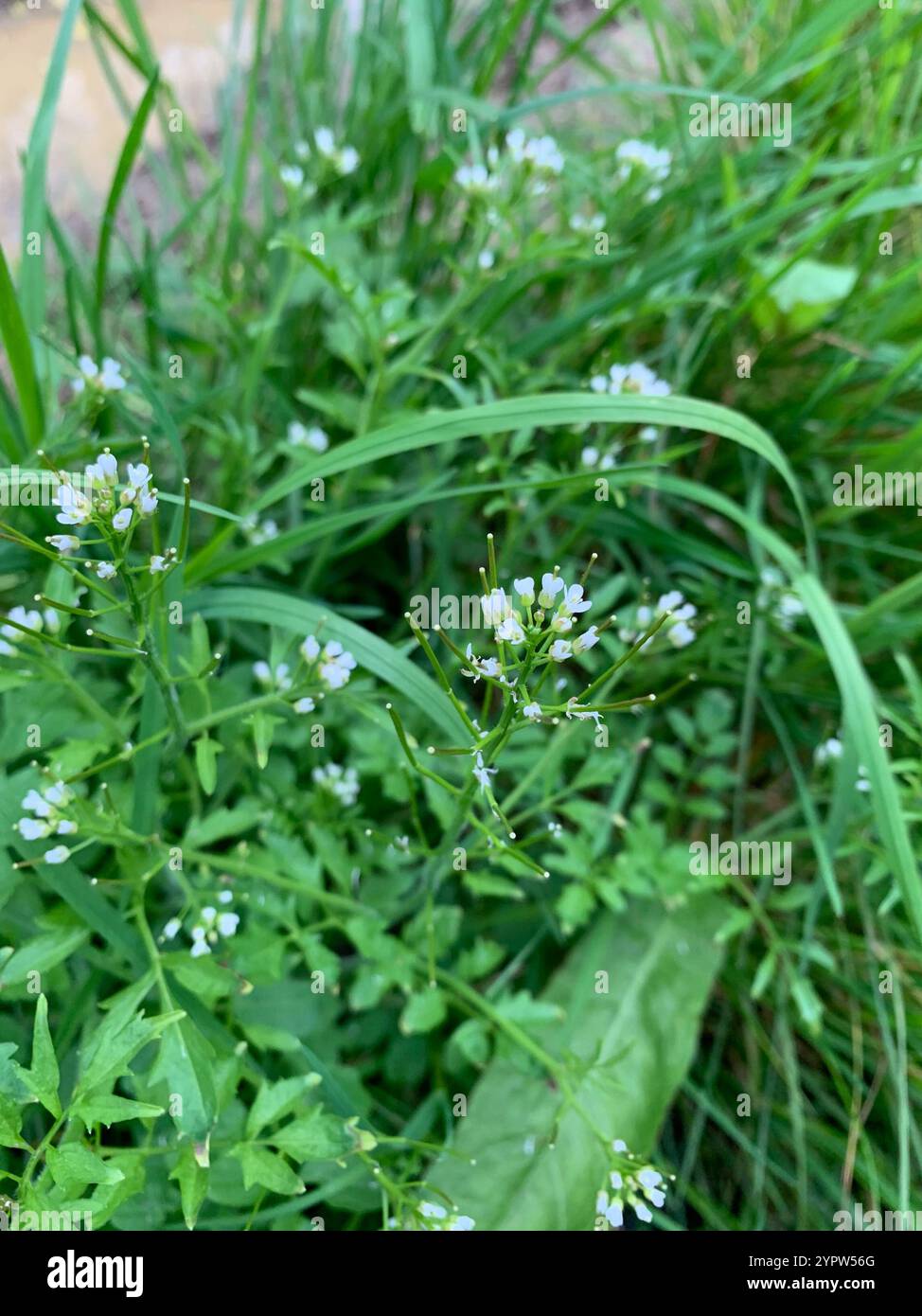 wavy bittercress (Cardamine flexuosa Stock Photo - Alamy