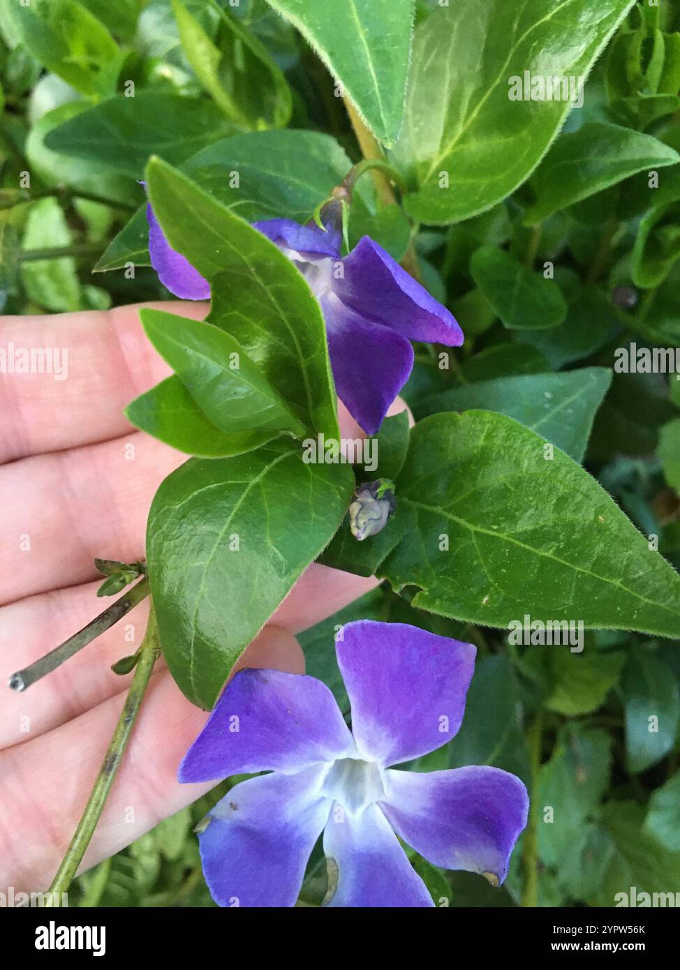 greater periwinkle (Vinca major Stock Photo - Alamy