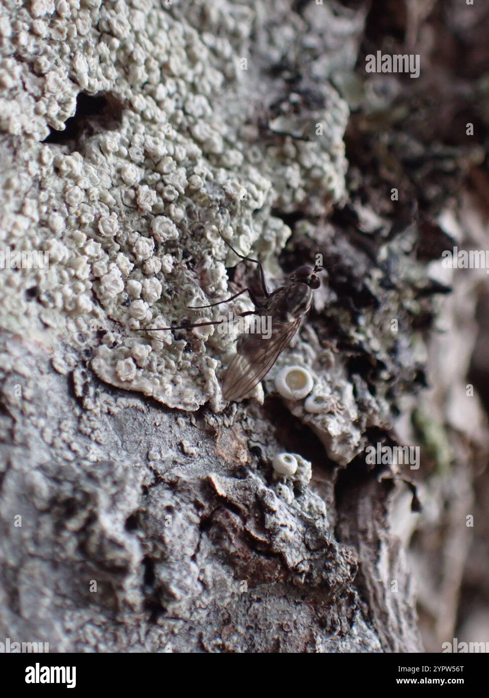 Woodpecker Flies (Medetera Stock Photo - Alamy