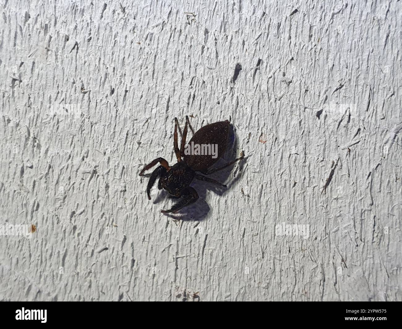 Golden-brown Jumping Spider (Trite auricoma Stock Photo - Alamy