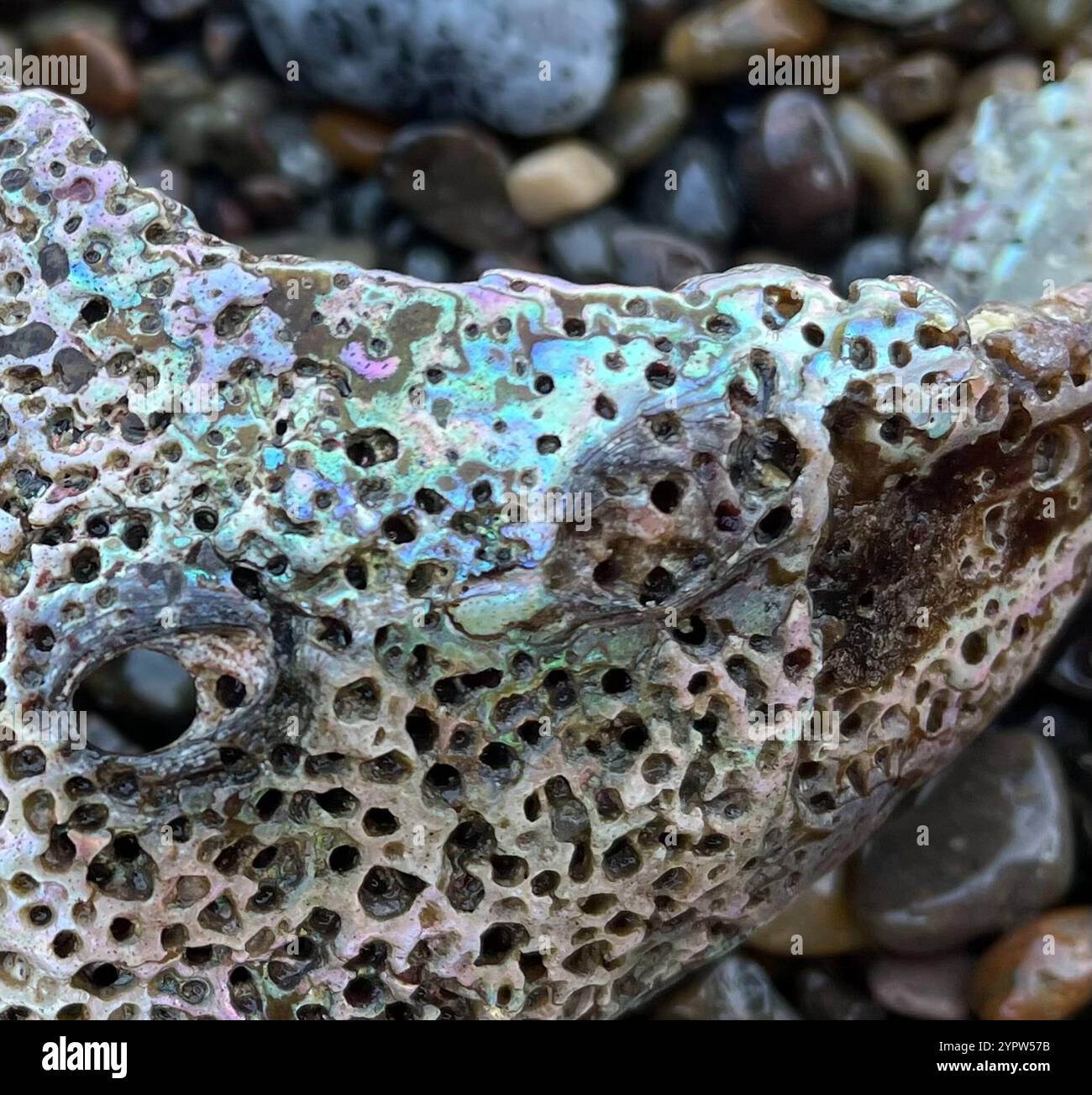 Haliotis rufescens hi-res stock photography and images - Alamy