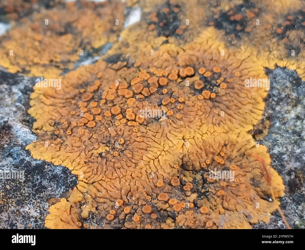 Limestone Lobed Firedot (Variospora flavescens Stock Photo - Alamy