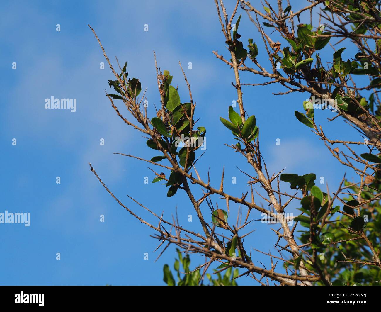Scolopia hi-res stock photography and images - Alamy