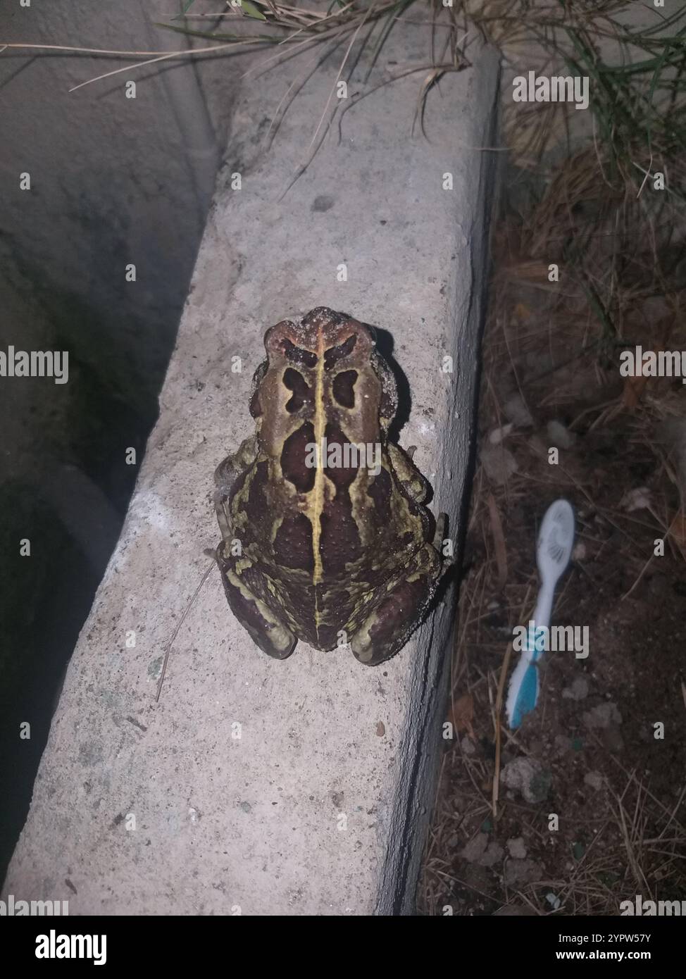 Western Leopard Toad (Sclerophrys pantherina Stock Photo - Alamy