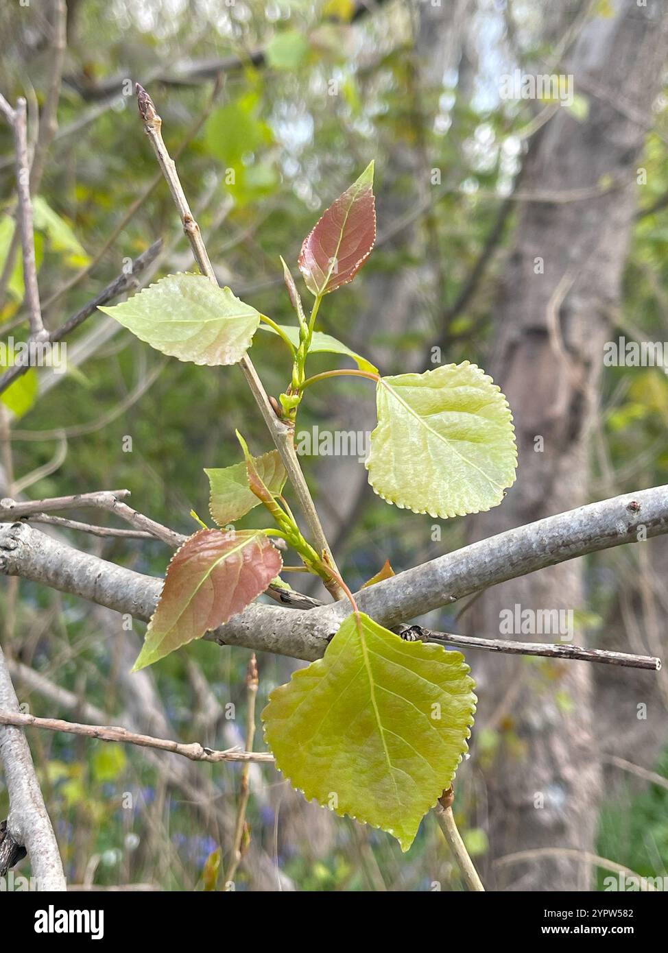 Hybrid Black-poplar (Populus × canadensis Stock Photo - Alamy