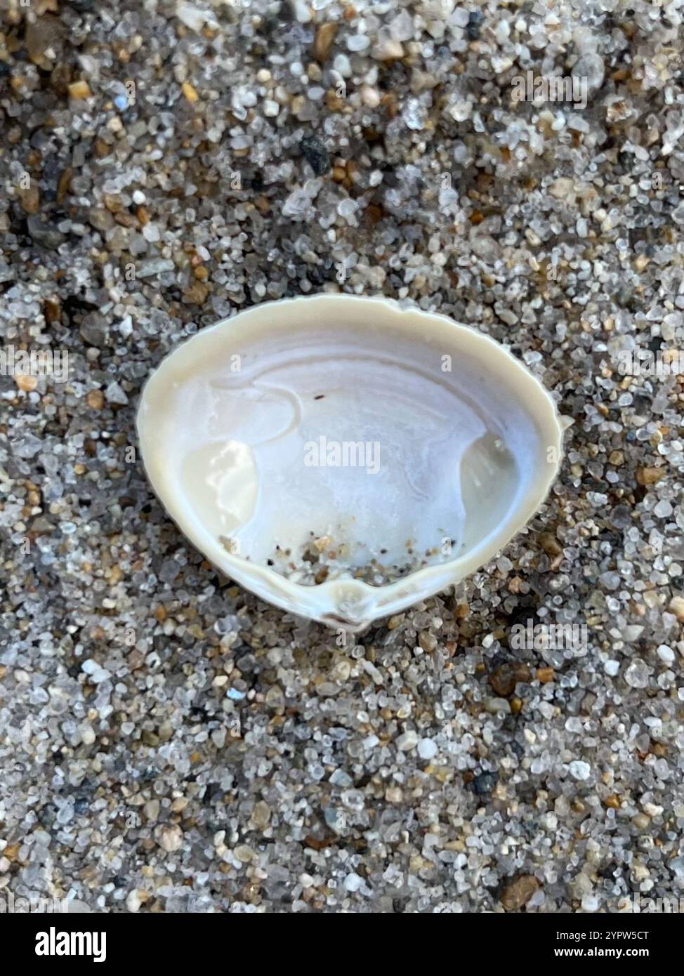 West Atlantic Surfclam (Spisula solidissima Stock Photo - Alamy