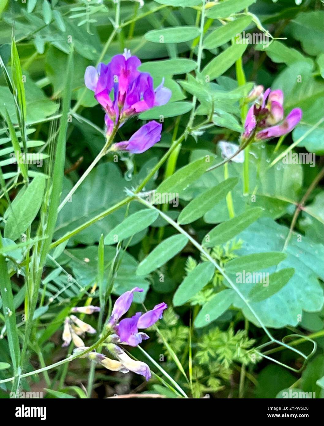 American vetch (Vicia americana Stock Photo - Alamy