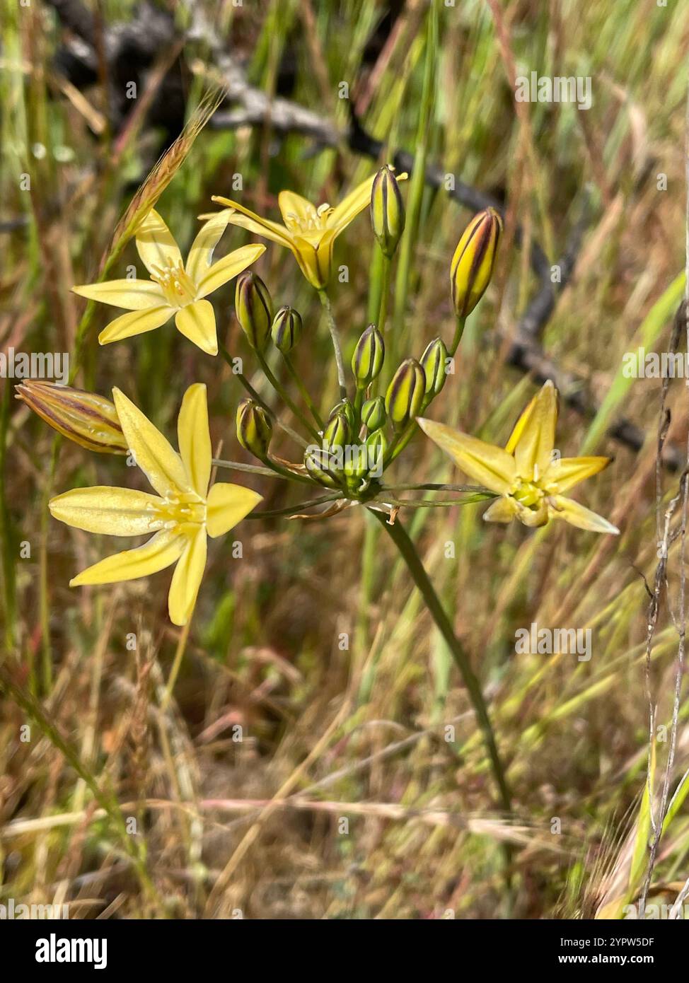golden brodiaea (Triteleia ixioides ixioides Stock Photo - Alamy