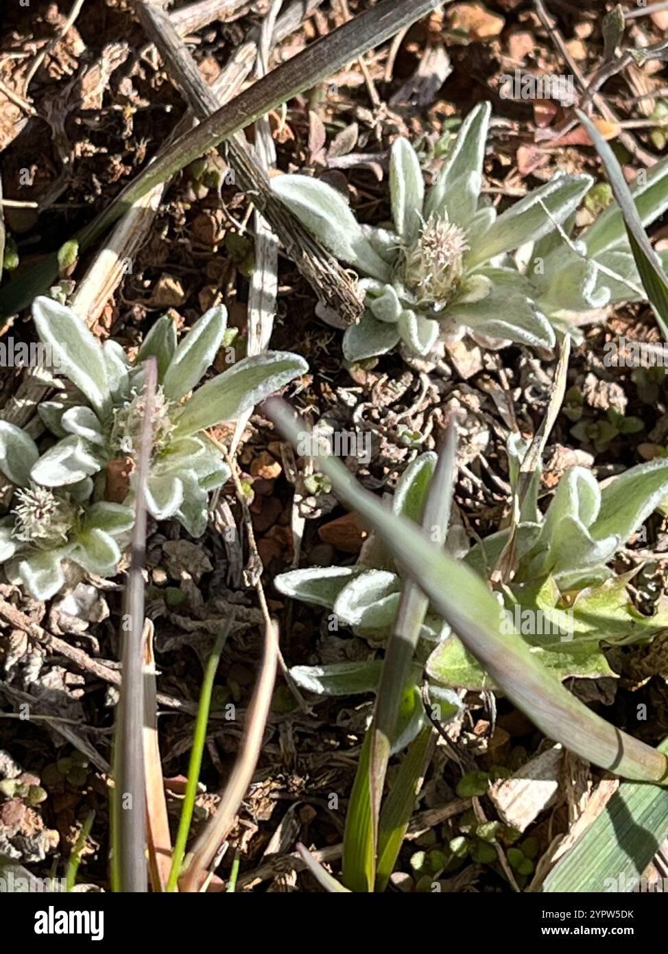 Low Pussytoes (Antennaria dimorpha Stock Photo - Alamy