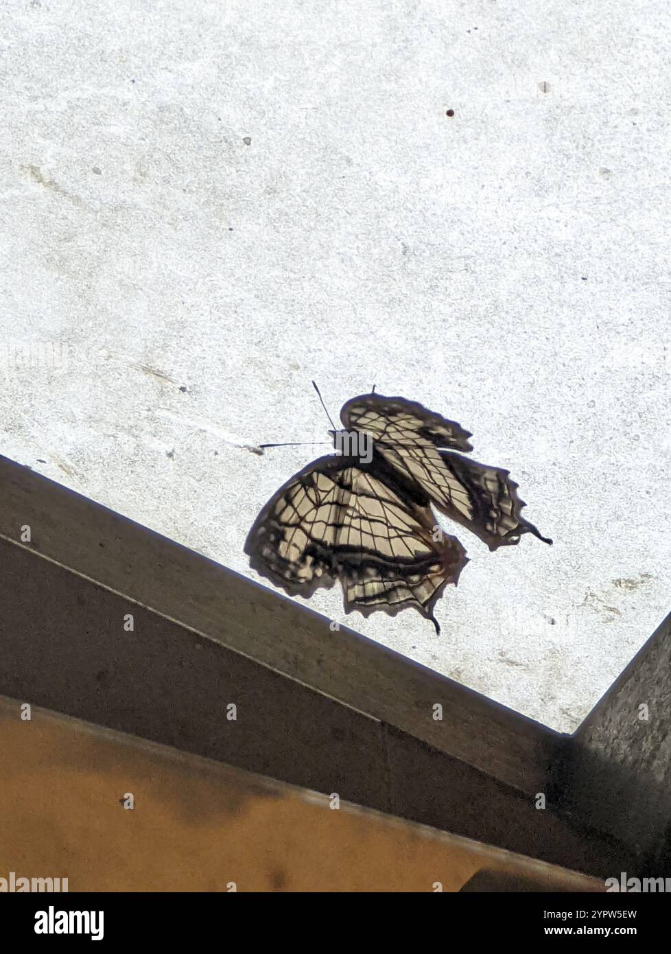 Common Mapwing (Cyrestis thyodamas Stock Photo - Alamy