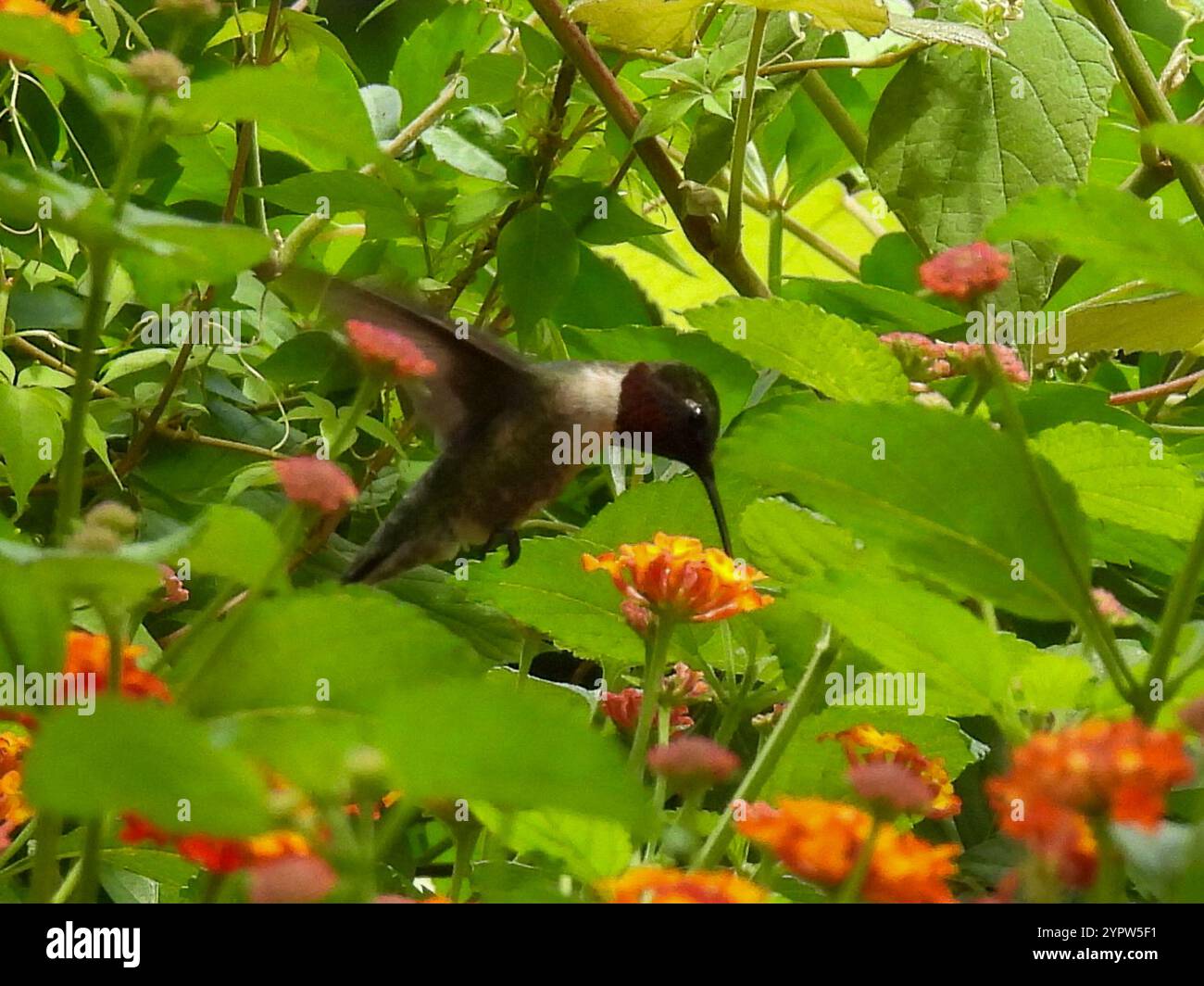 Ruby-throated Hummingbird (Archilochus colubris Stock Photo - Alamy