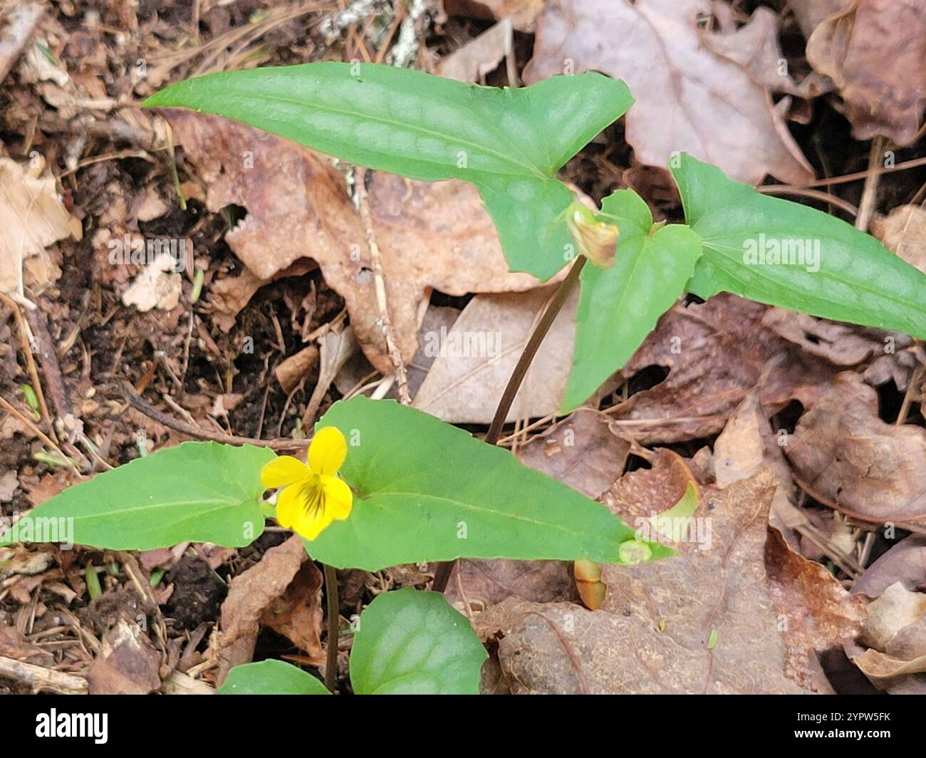 Halberd-leaved violet (Viola hastata Stock Photo - Alamy