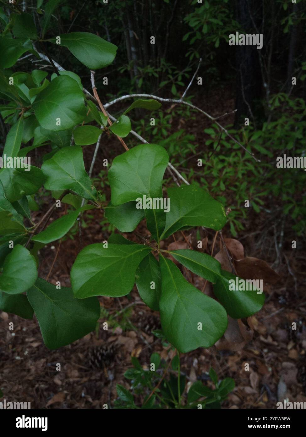 water oak (Quercus nigra Stock Photo - Alamy