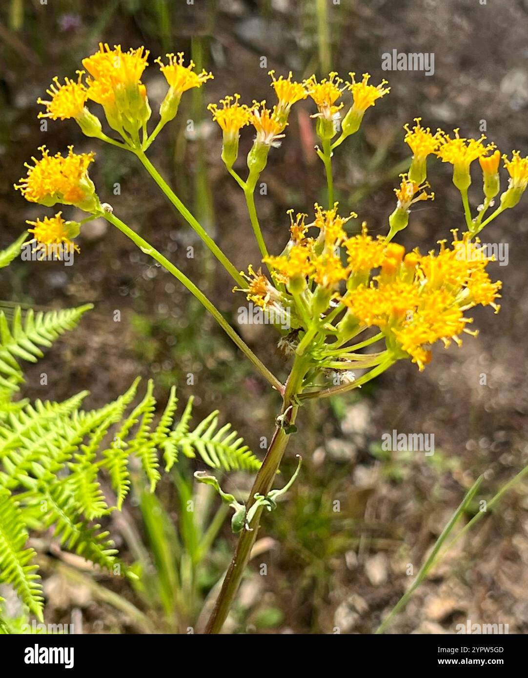 rayless ragwort (Senecio aronicoides Stock Photo - Alamy