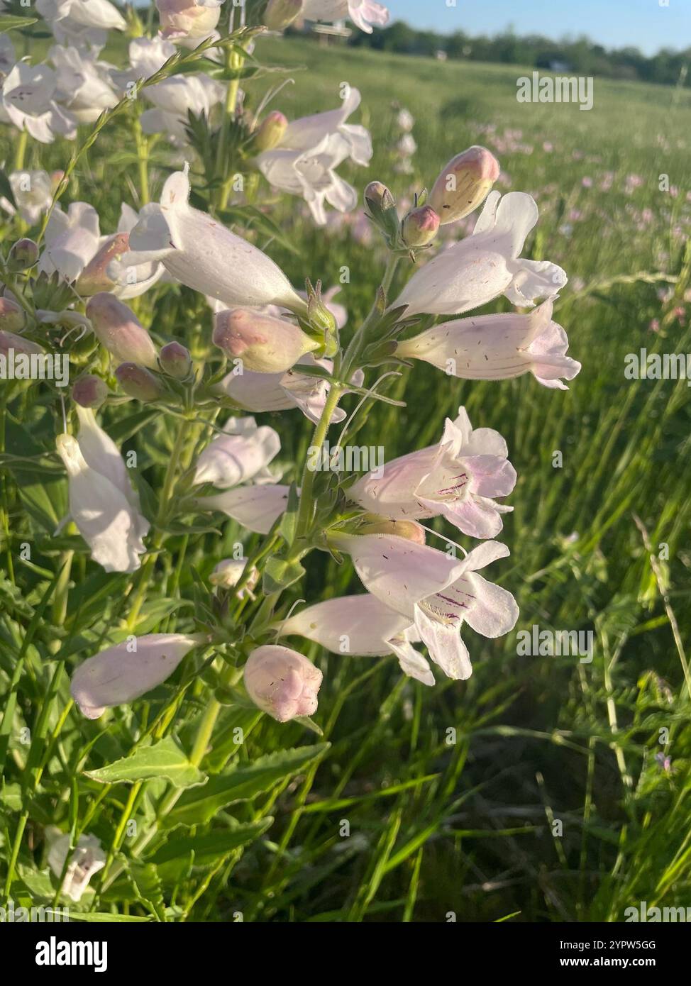 cobaea beardtongue (Penstemon cobaea Stock Photo - Alamy