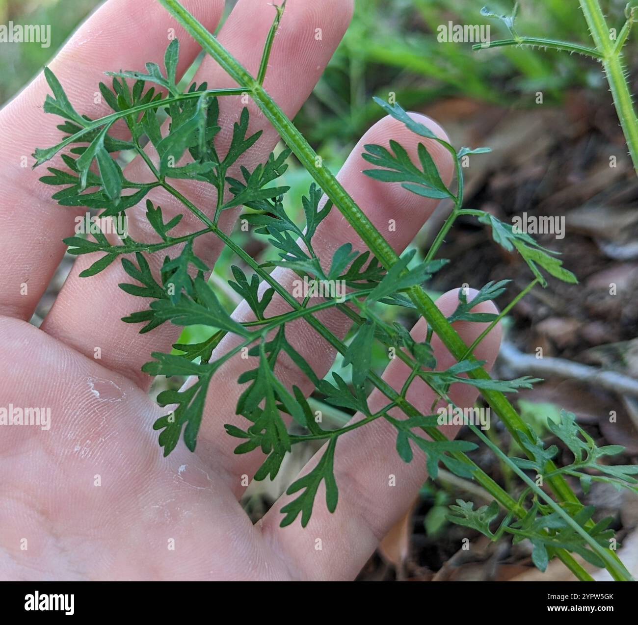 carrot family (Apiaceae Stock Photo - Alamy