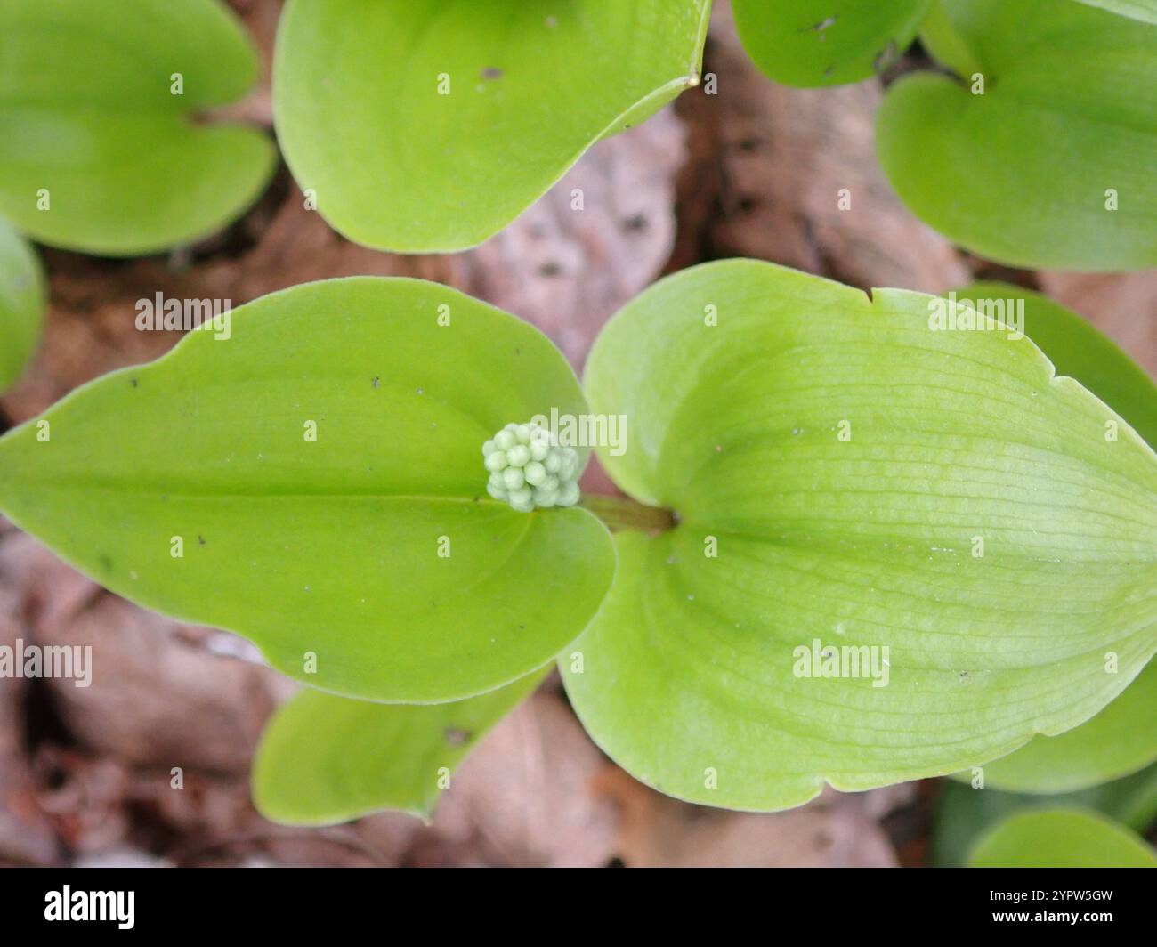 Canada mayflower (Maianthemum canadense Stock Photo - Alamy