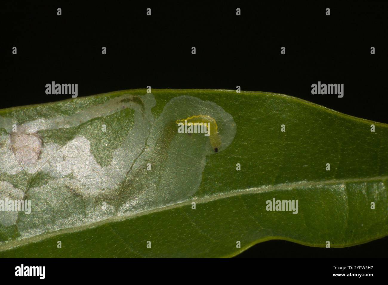 Leaf Blotch Miner Moths (Gracillariidae Stock Photo - Alamy