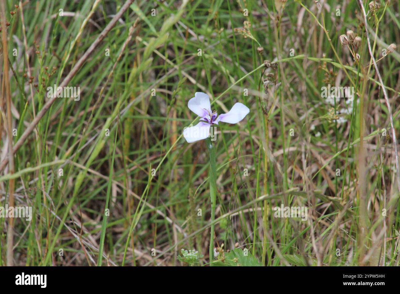 Herbertia hi-res stock photography and images - Alamy