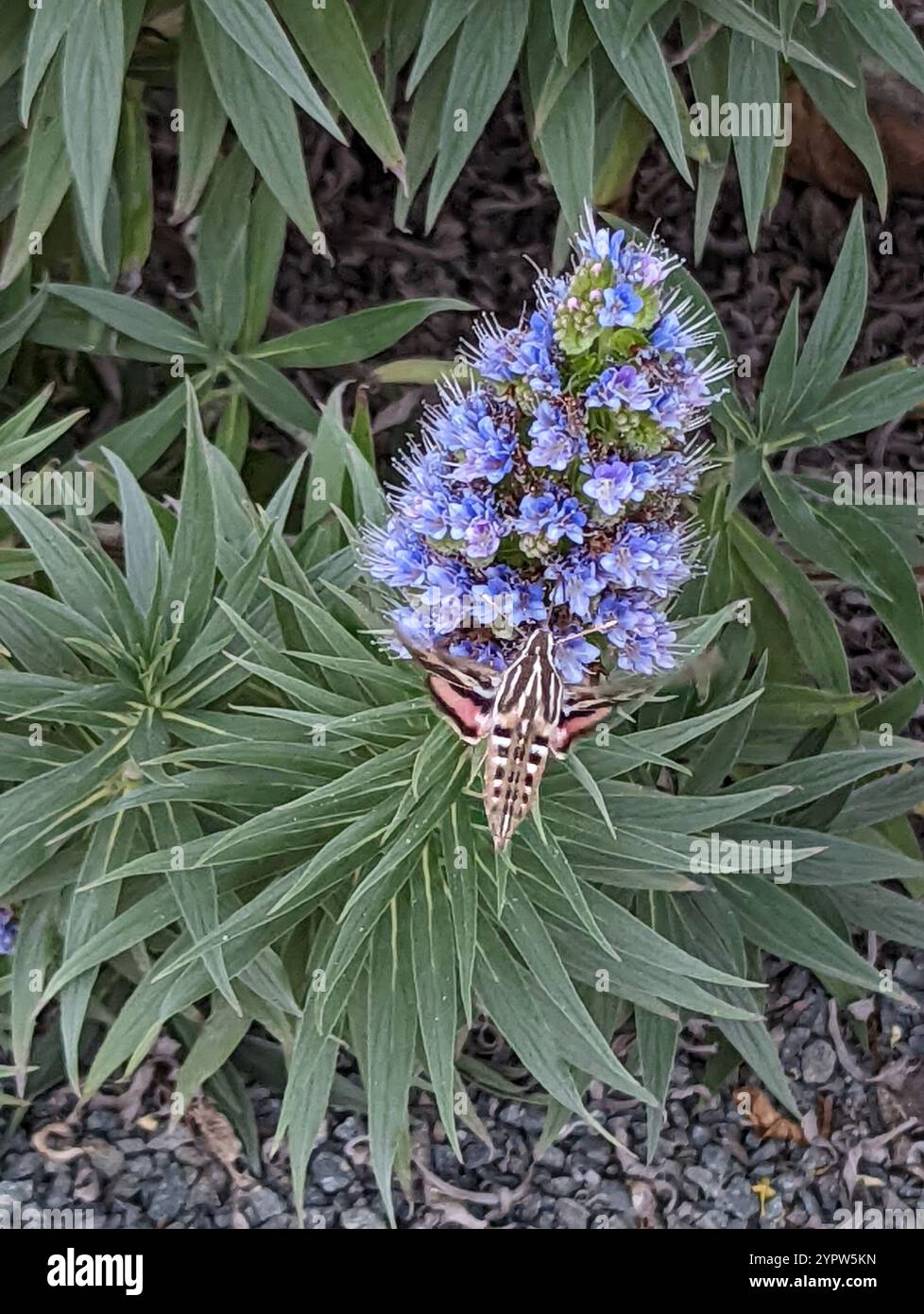 White-lined Sphinx (Hyles lineata Stock Photo - Alamy