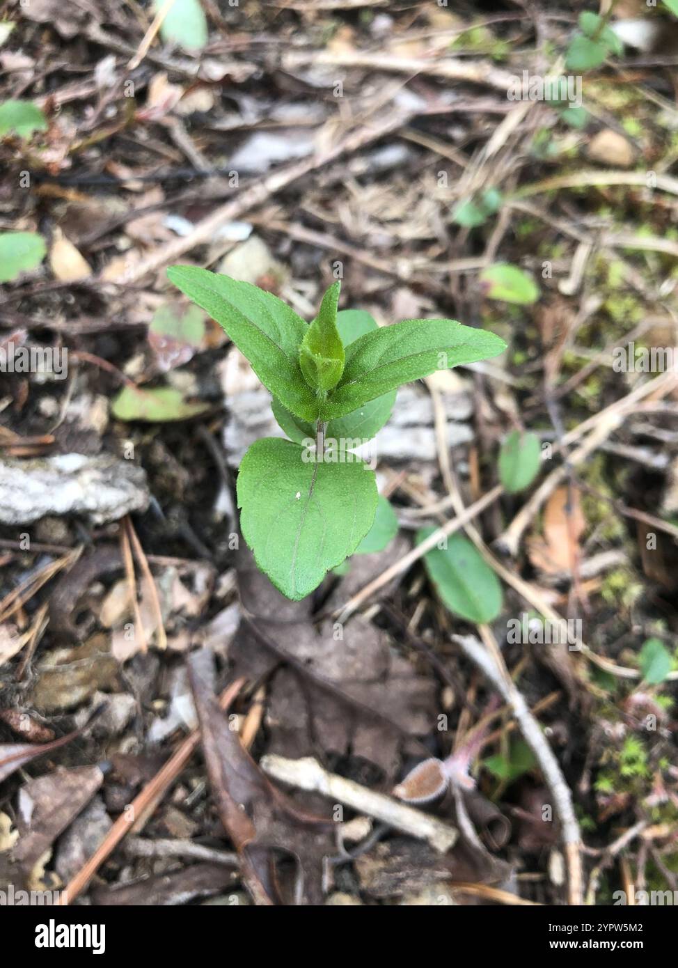 common dittany (Cunila origanoides Stock Photo - Alamy