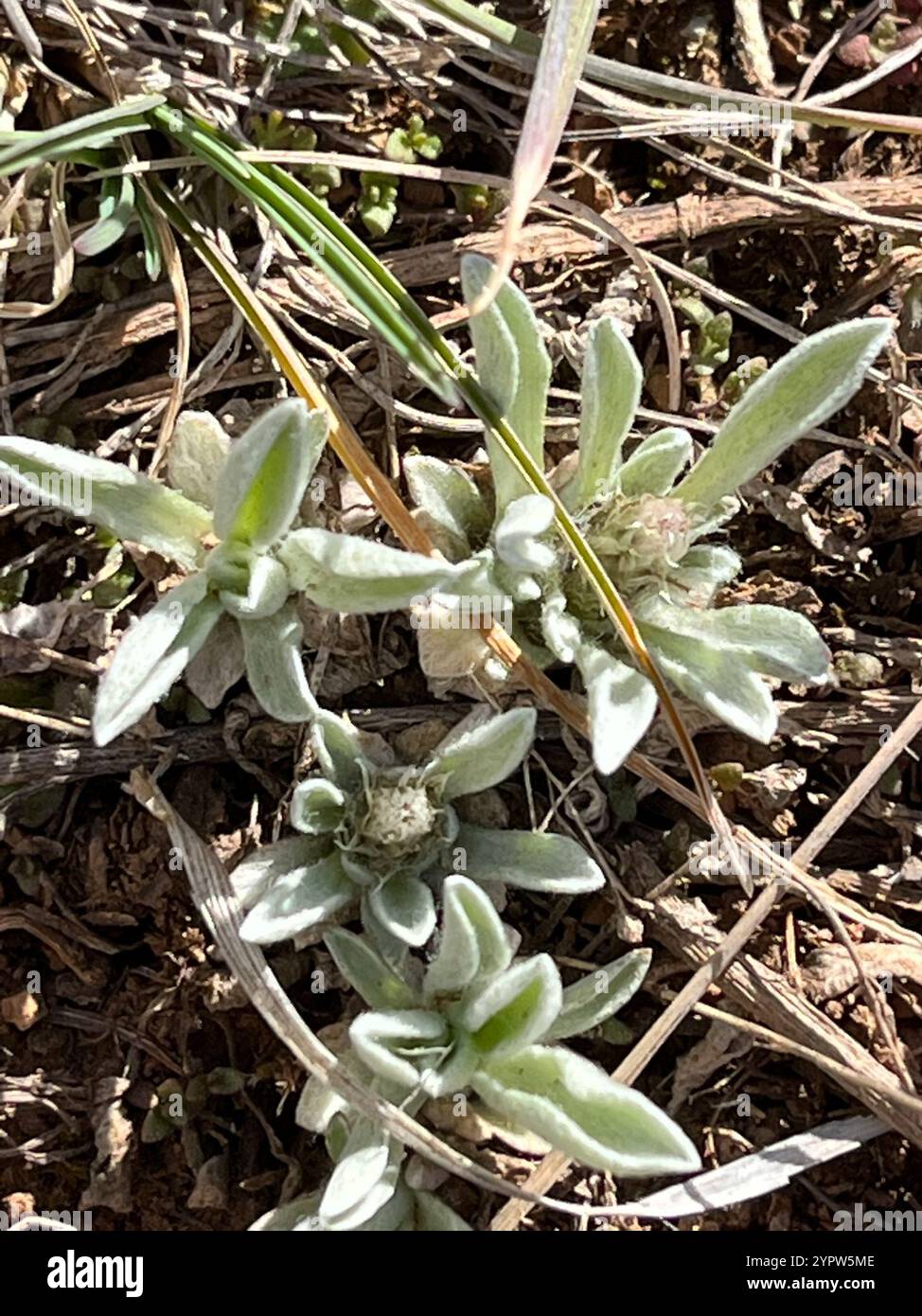 Low Pussytoes (Antennaria dimorpha Stock Photo - Alamy