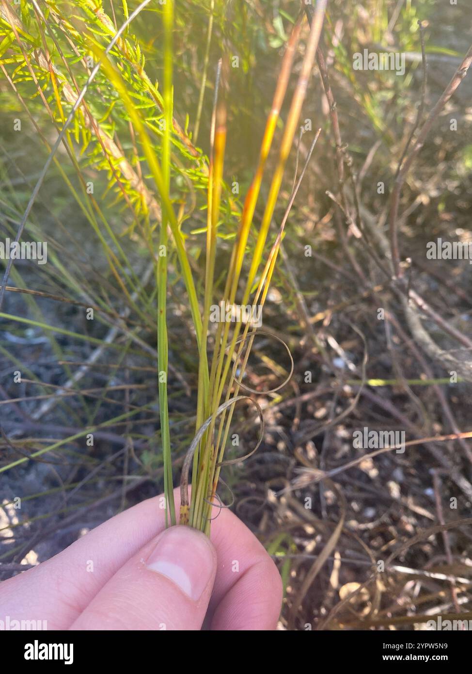 grasses, sedges, cattails, and allies (Poales Stock Photo - Alamy