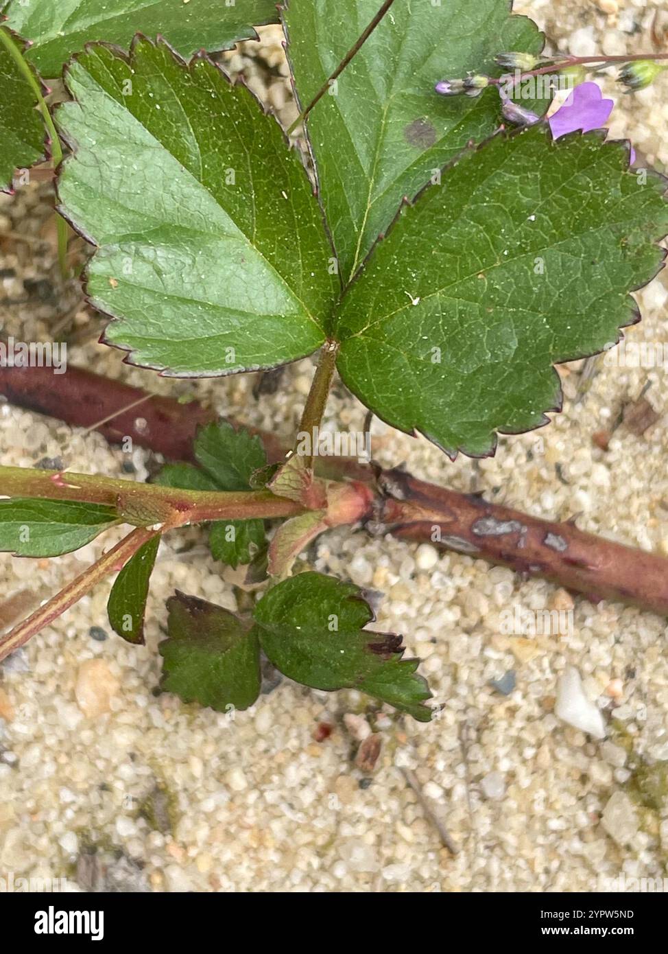 Common Dewberry (Rubus flagellaris Stock Photo - Alamy