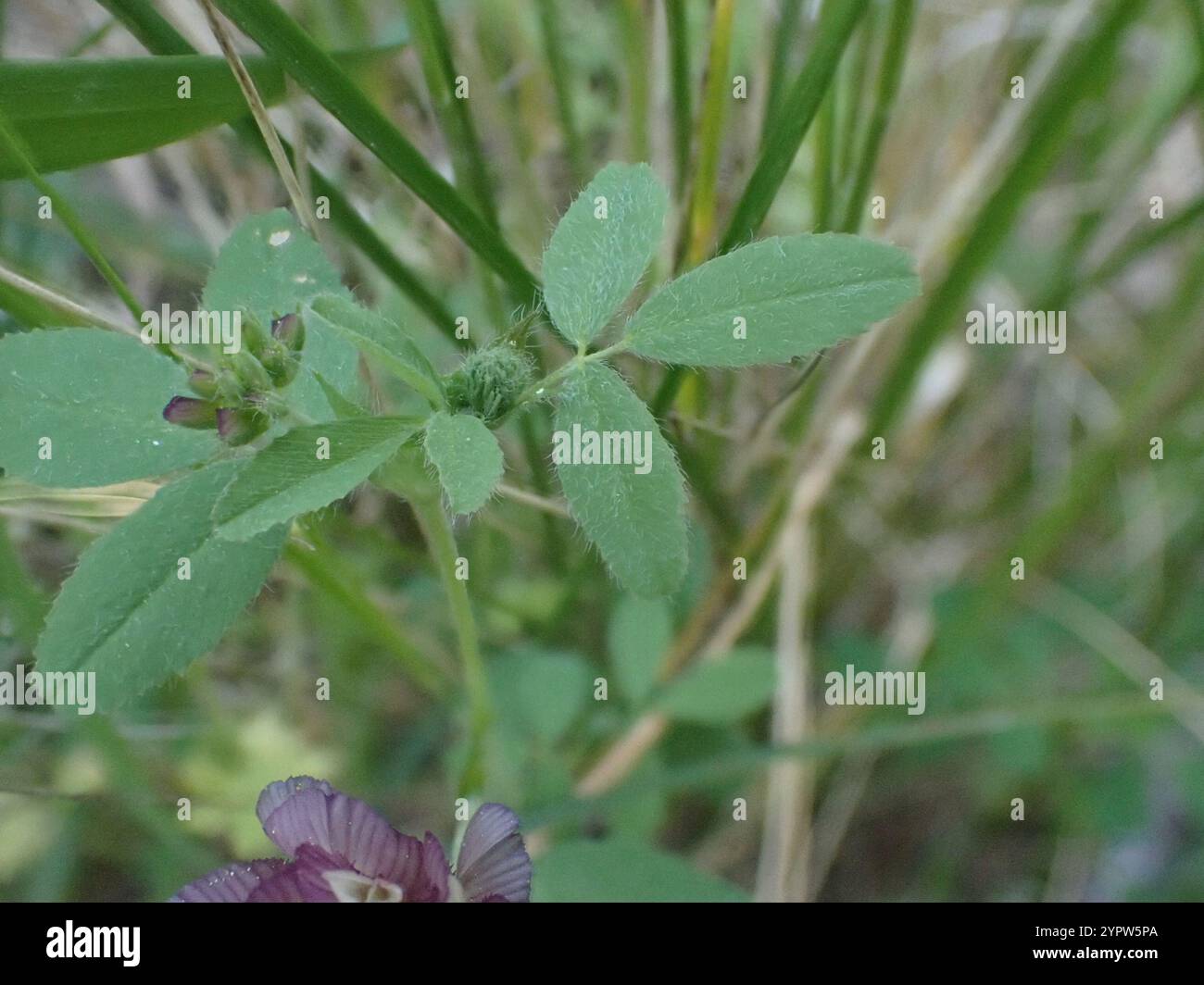 Large-flower Hop Clover (Trifolium grandiflorum Stock Photo - Alamy