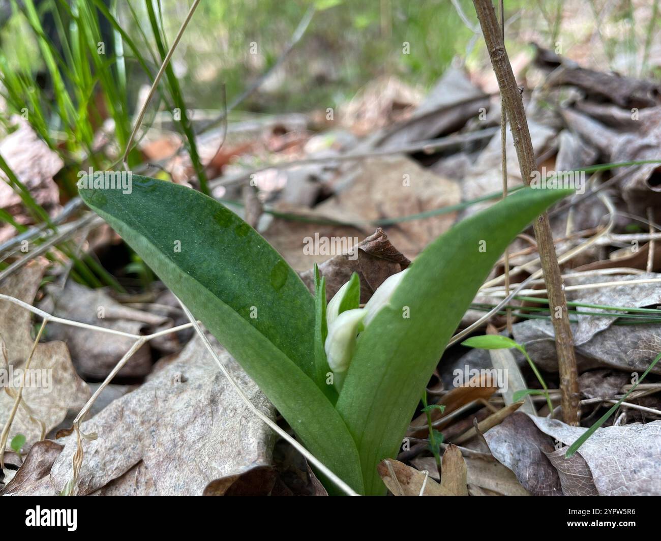 showy orchis (Galearis spectabilis Stock Photo - Alamy