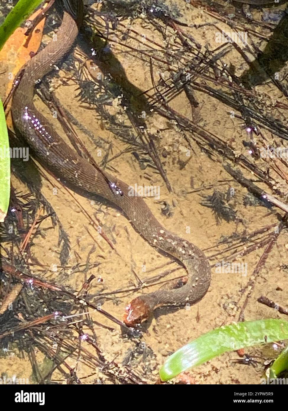 Plain-bellied Watersnake (Nerodia erythrogaster Stock Photo - Alamy