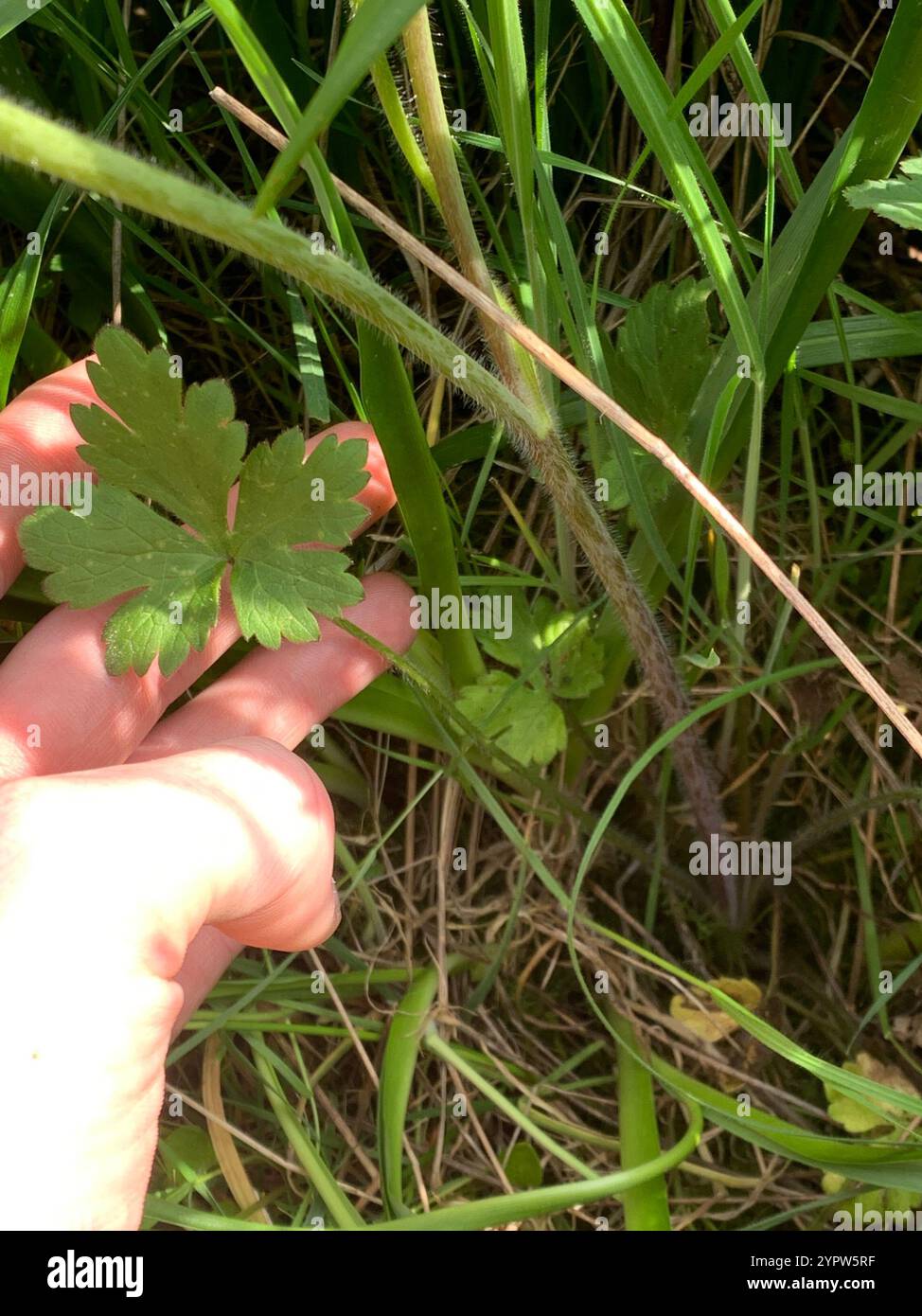 California buttercup (Ranunculus californicus Stock Photo - Alamy