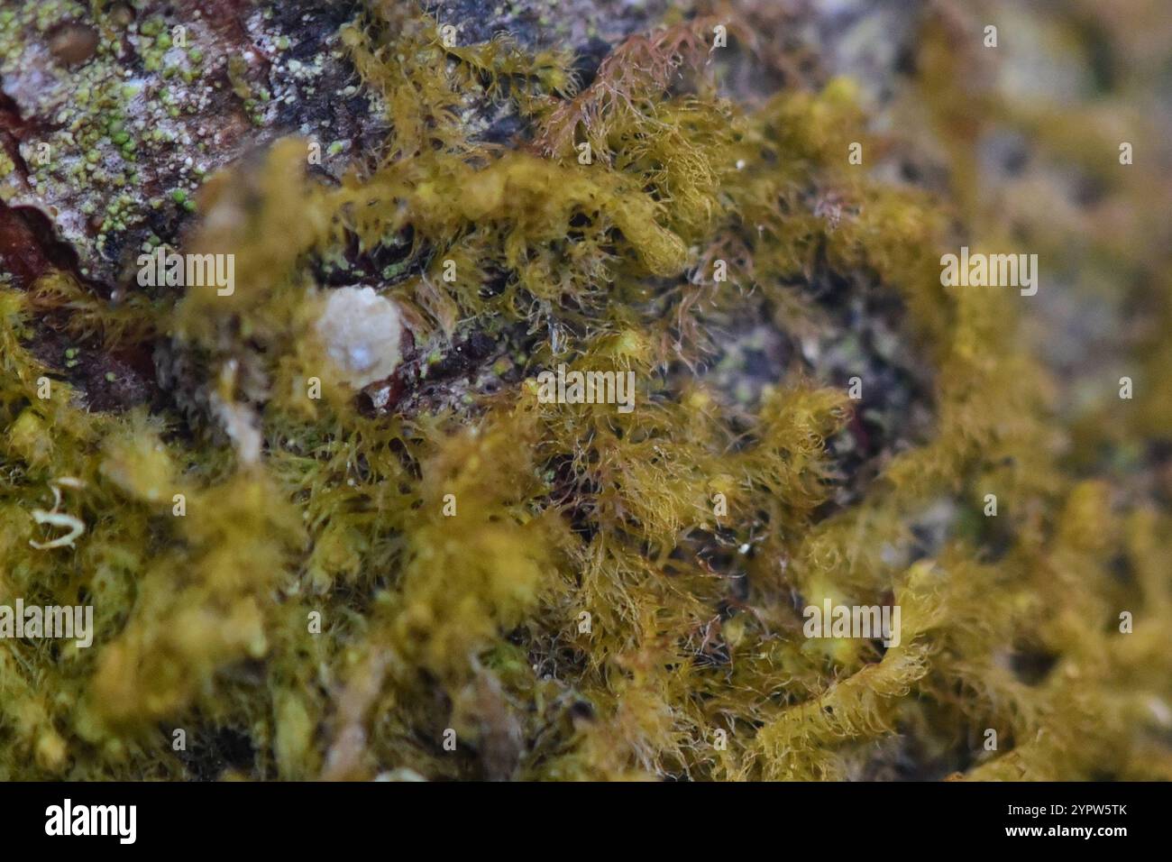 Tree Fringewort (Ptilidium pulcherrimum Stock Photo - Alamy