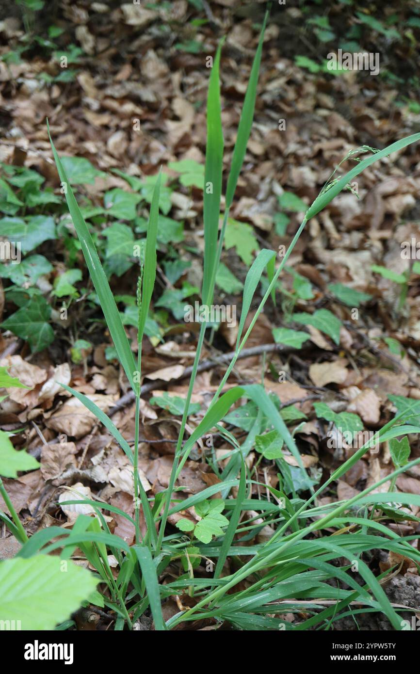 Wood Millet (Milium effusum Stock Photo - Alamy