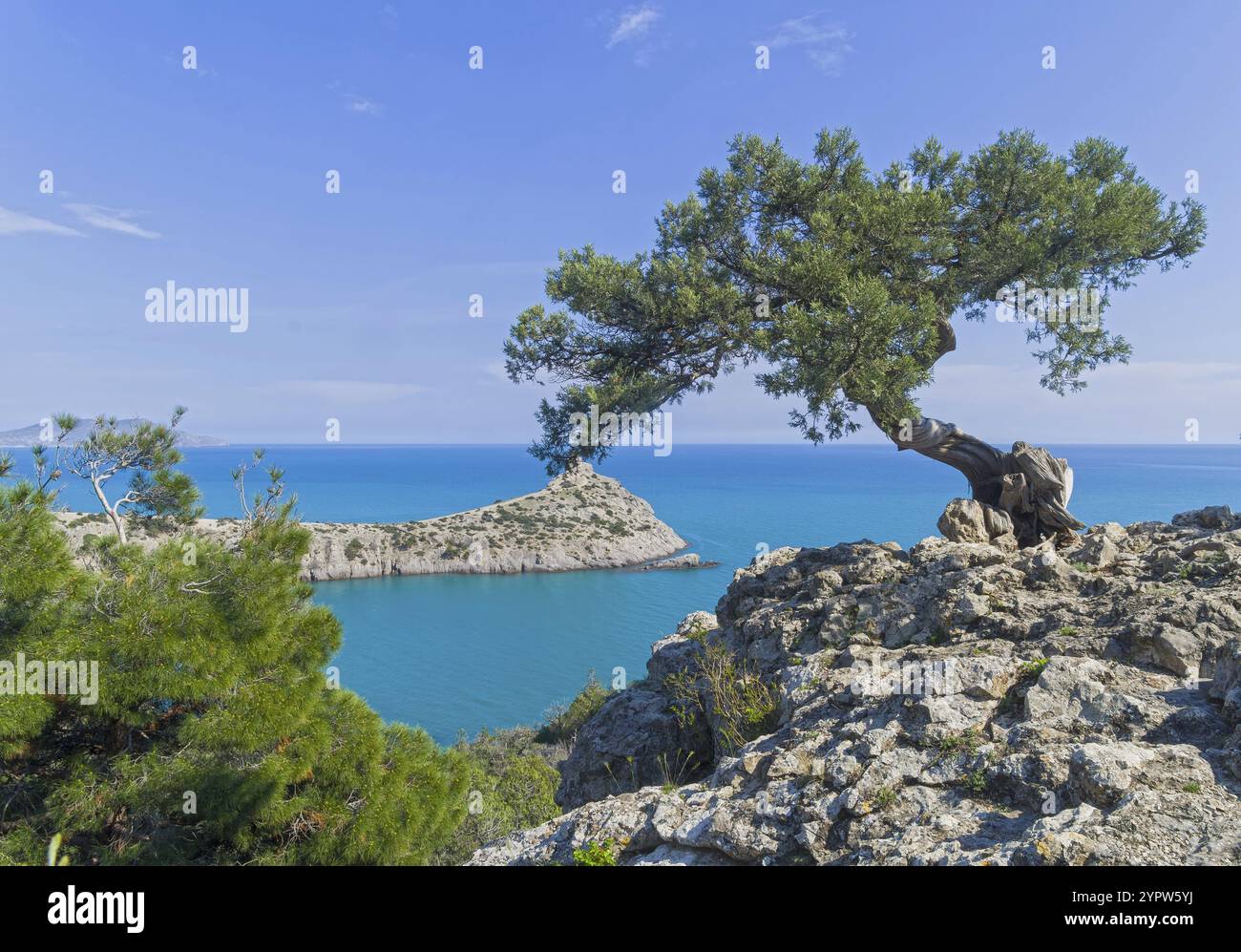 Old curved relict tree-like juniper (Juniperus excelsa) on a rock above ...