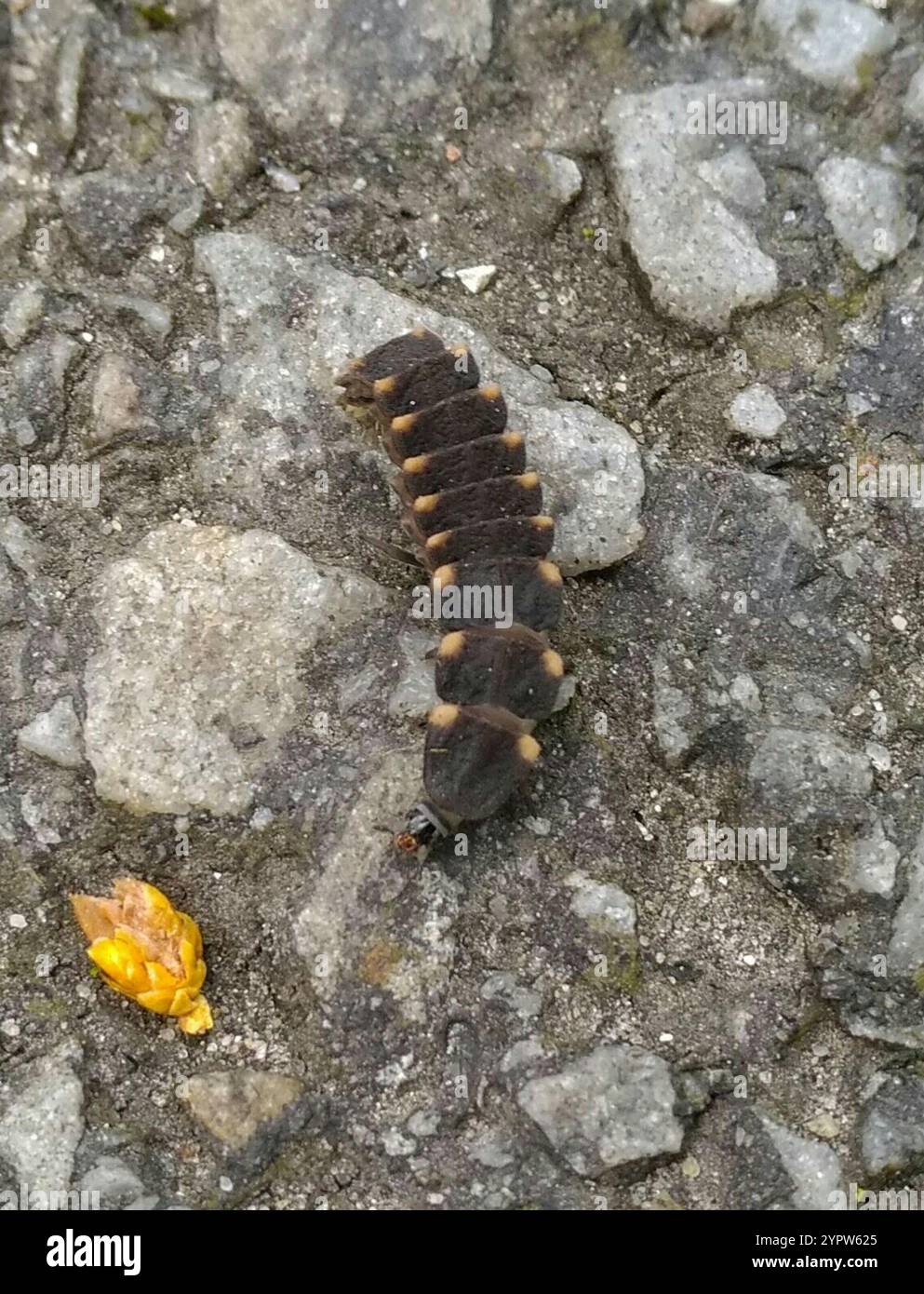 European Glow-worm (Lampyris noctiluca Stock Photo - Alamy